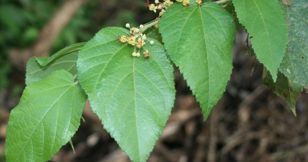 Beneficios y usos de la Mutamba